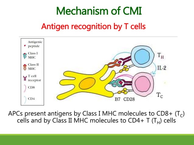 Cell mediated immune response | PPTX | Chemistry | Science