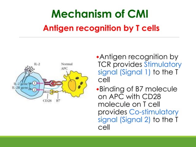 Cell mediated immune response | PPTX | Chemistry | Science