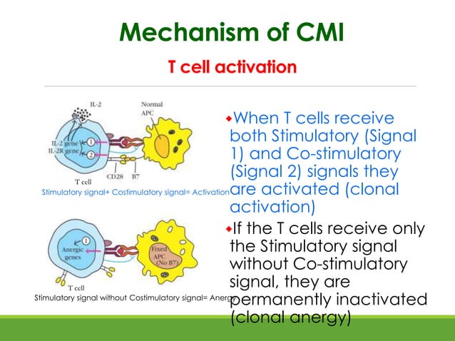 Cell mediated immune response | PPTX | Chemistry | Science