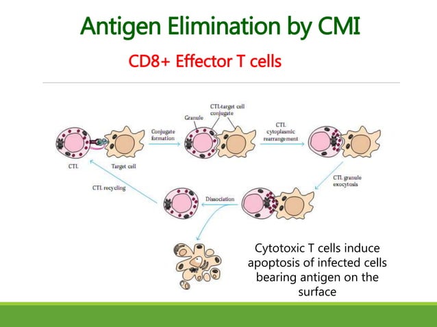 Cell mediated immune response | PPTX | Chemistry | Science