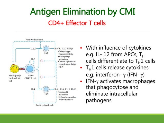 Cell mediated immune response | PPTX | Chemistry | Science