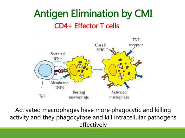 Cell mediated immune response | PPTX | Chemistry | Science