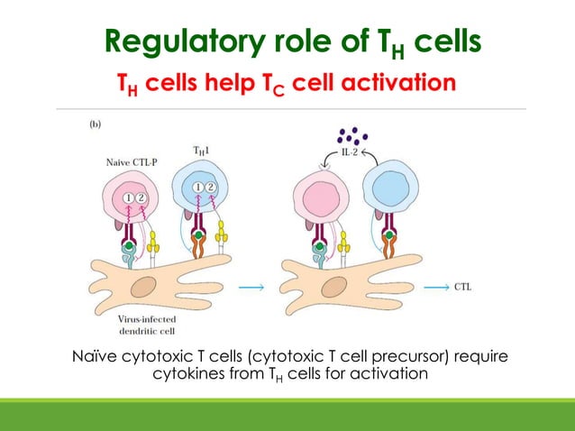 Cell mediated immune response | PPTX | Chemistry | Science