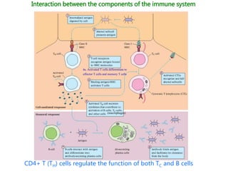 Cell mediated immune response | PPTX