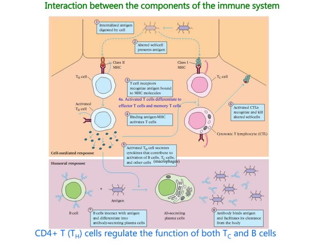 Cell mediated immune response | PPTX | Chemistry | Science