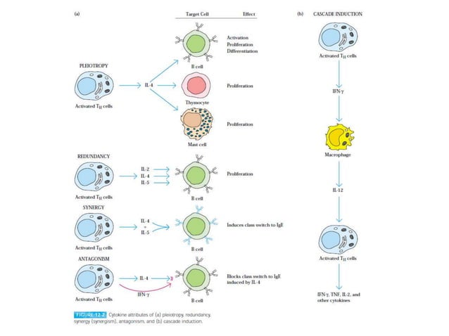 Cell mediated immune response | PPTX | Chemistry | Science