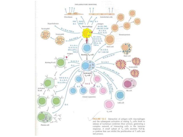 Cell mediated immune response | PPTX | Chemistry | Science