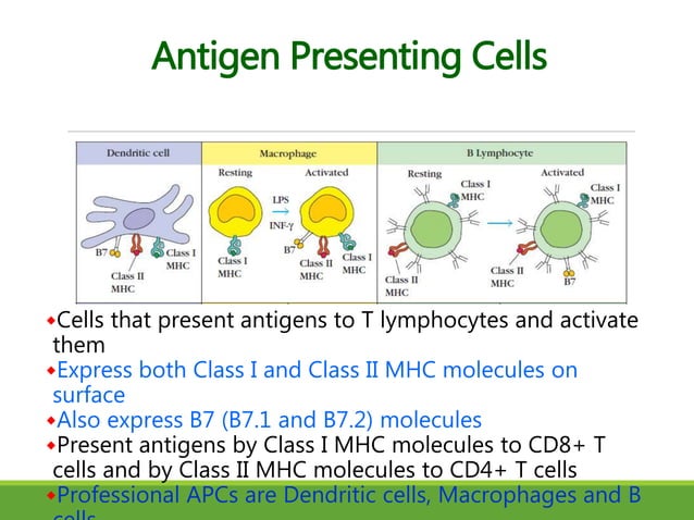 Cell mediated immune response | PPTX | Chemistry | Science