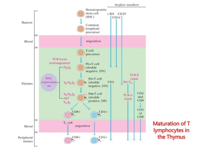 Cell mediated immune response | PPTX | Chemistry | Science