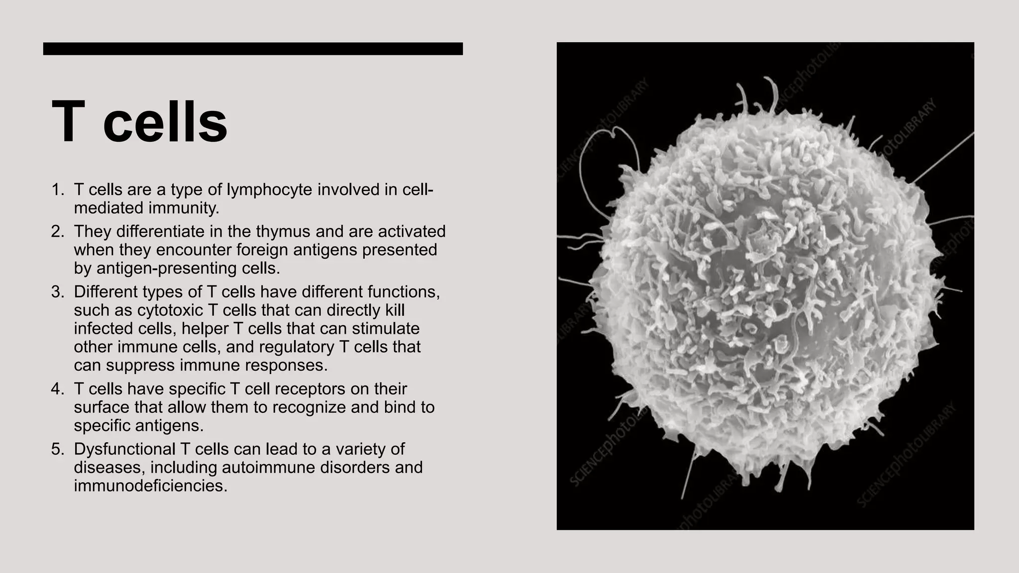 Cell Mediated immunity.pptx