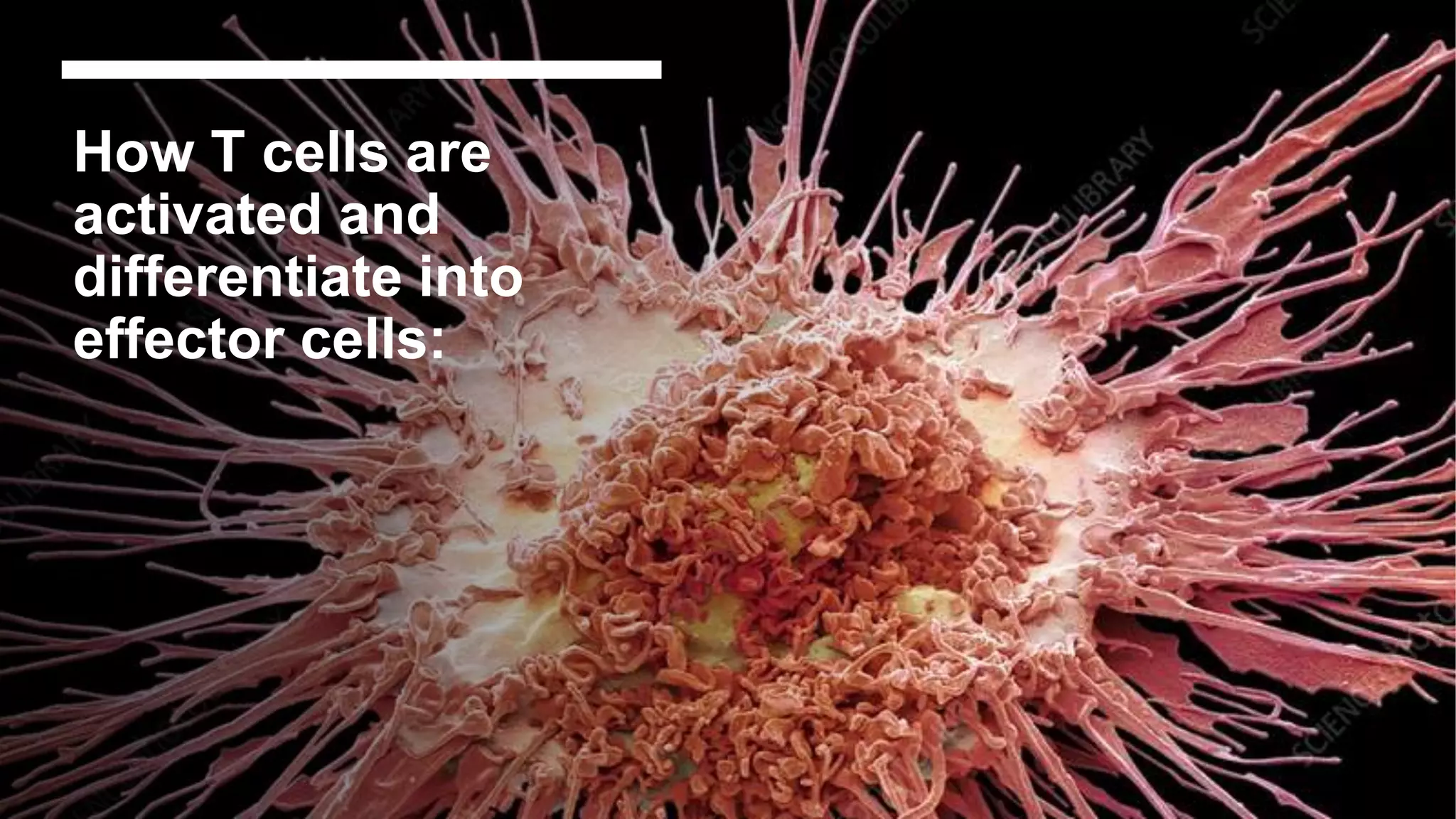 Cell Mediated immunity.pptx