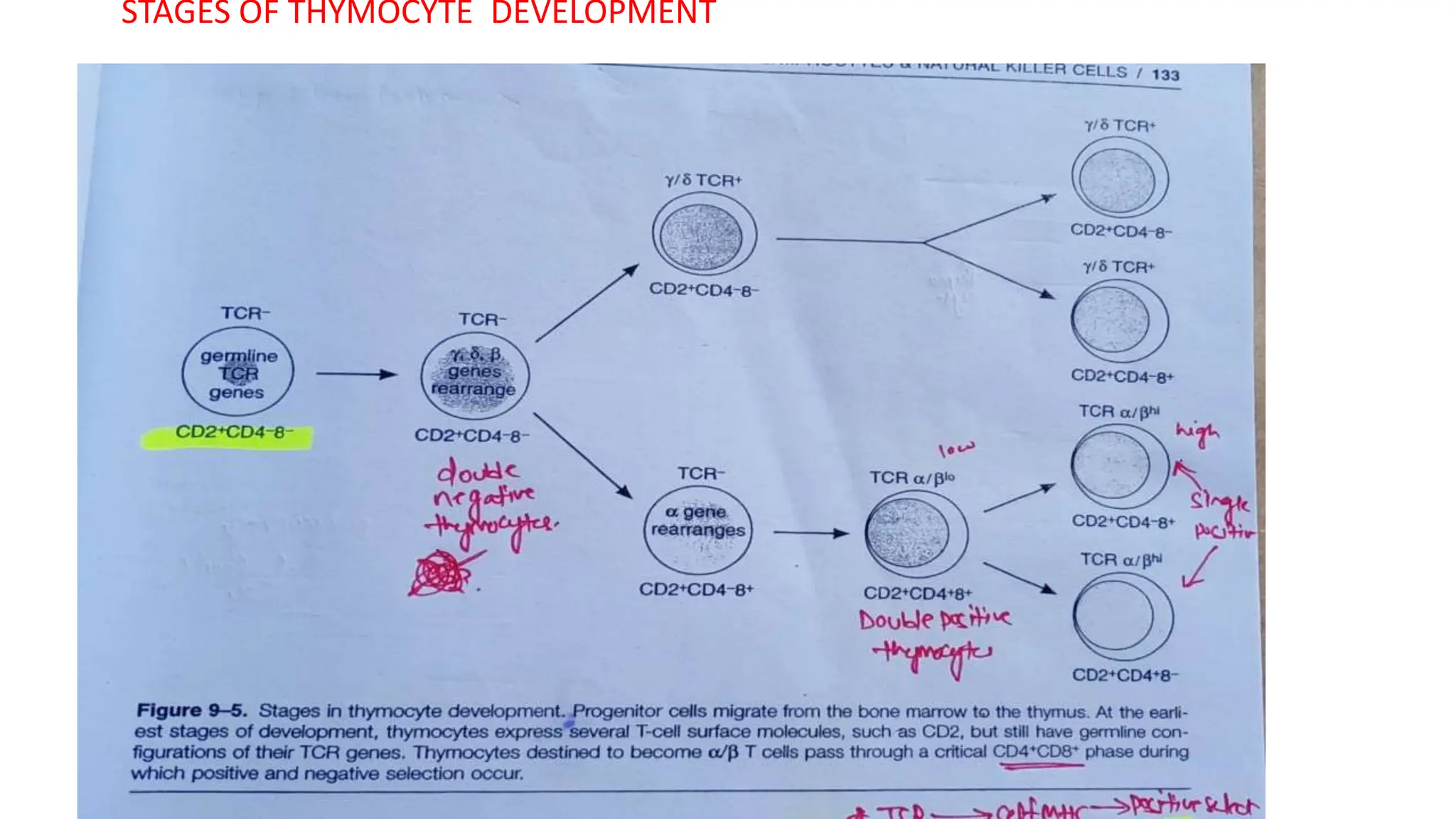 Cell mediated immunity- a part of general immunology.pptx
