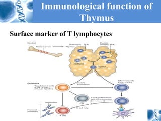 Cell mediated immunity .pptx