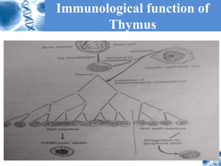 Cell mediated immunity .pptx