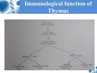 Cell mediated immunity .pptx