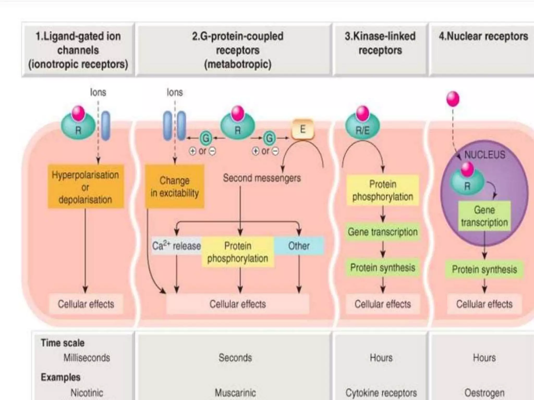 CELL MEMBRANE , RECEPTOR , DRUG RECEPTOR INTERACTION | PPT