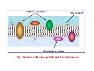 Cell Membarne ppt.pptx