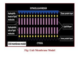 Cell Membarne ppt.pptx
