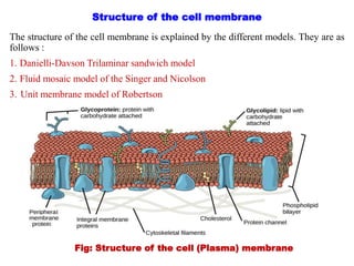 Cell Membarne ppt.pptx