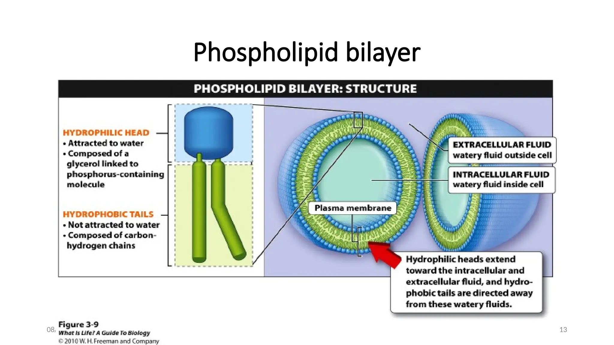 Cell Membrane: Structure, Composition & Functions | PPTX
