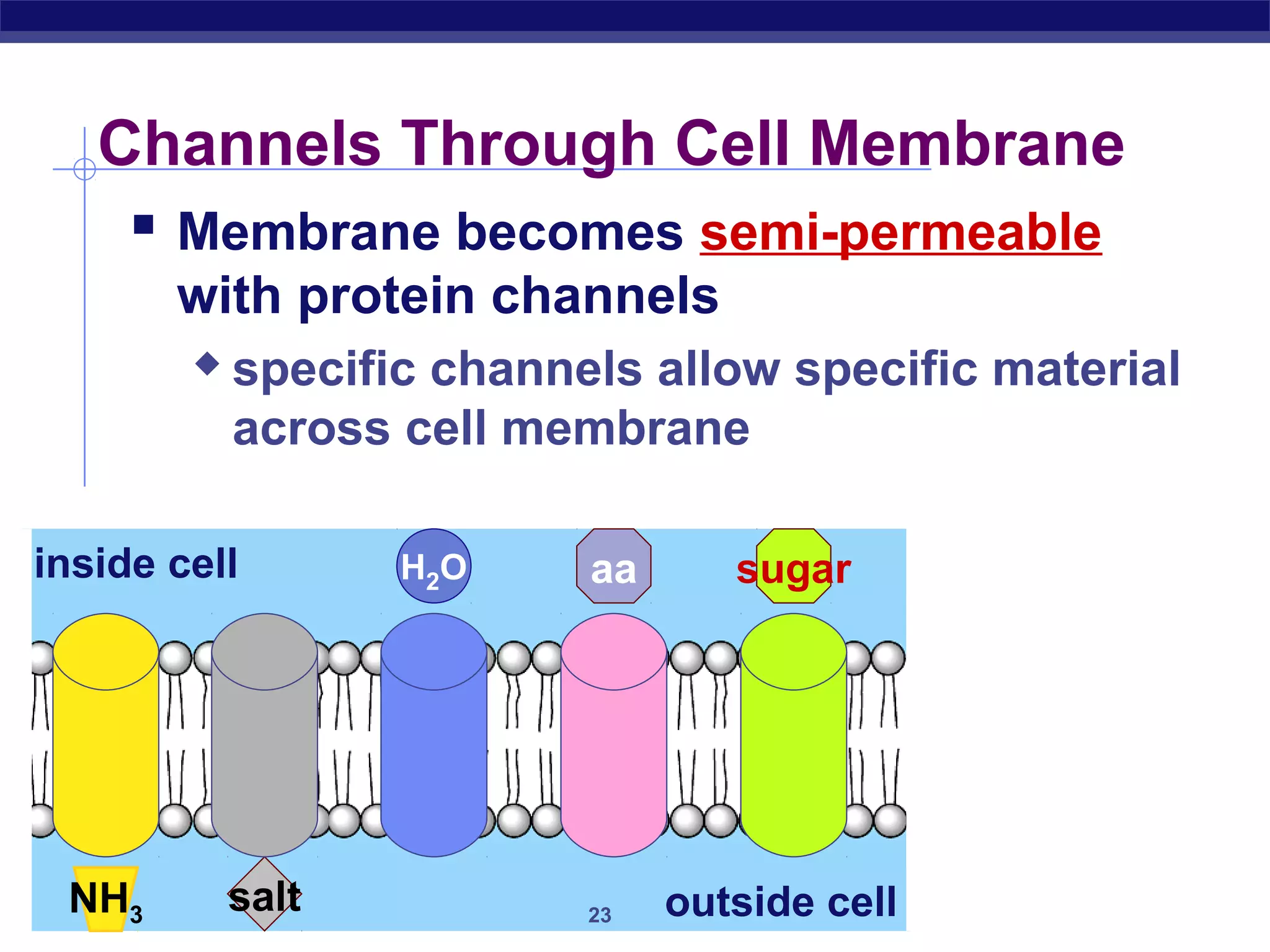 Cell memberane structure,function & machanism | PPT
