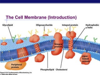 Cell memberane structure,function & machanism | PPT