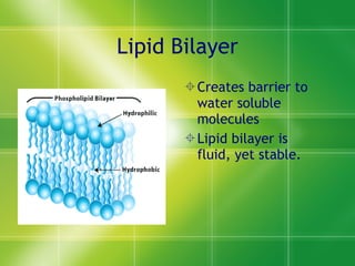 Cell membrane | PPT