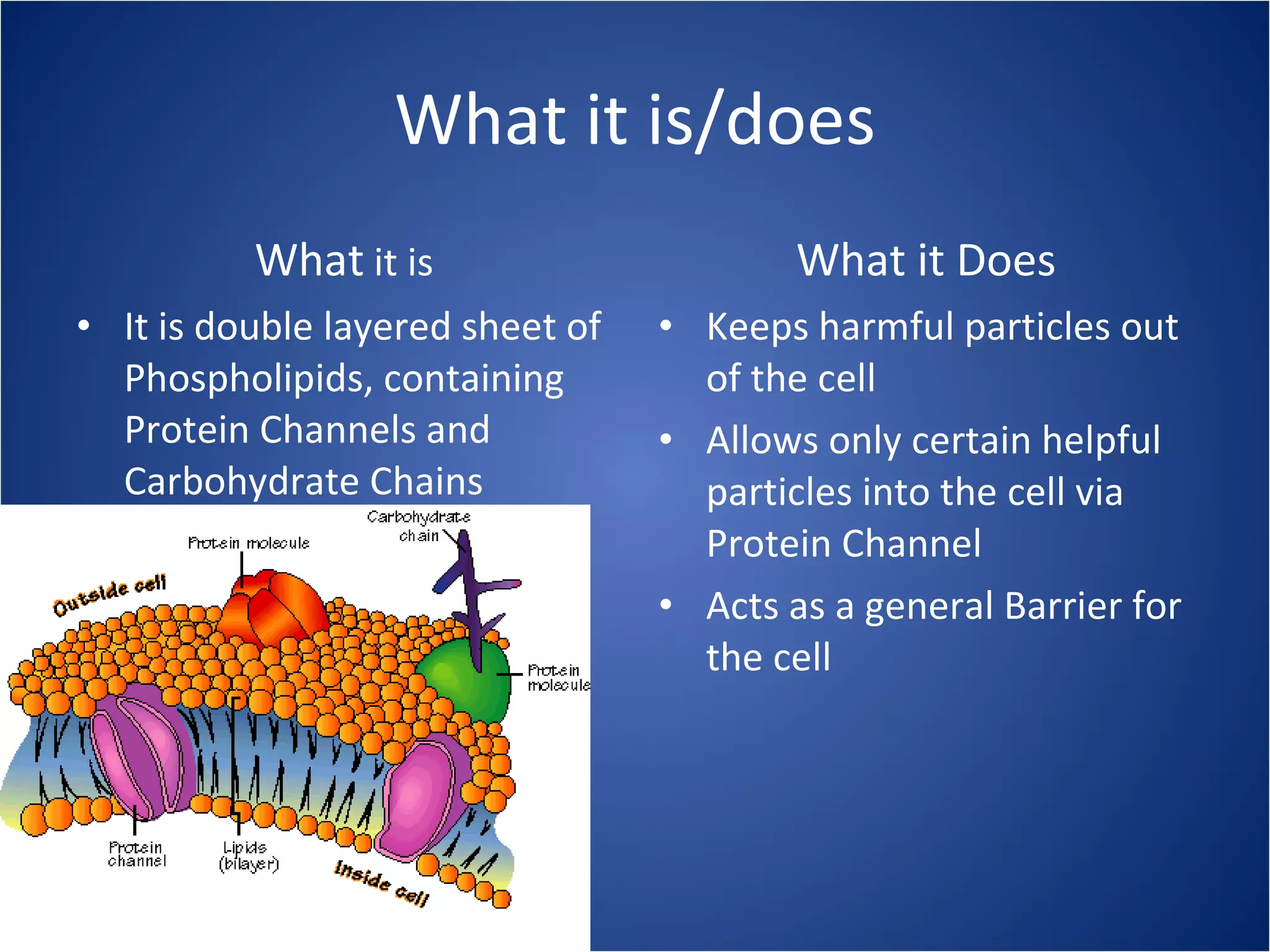 Cell membrane | PPT | Biological Sciences | Science