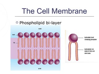 Cell membrane | PPT