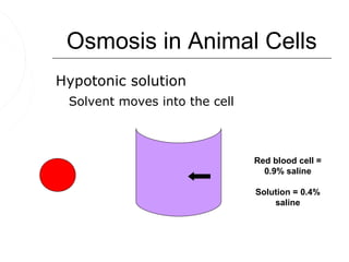 Osmosis In Animal Cells