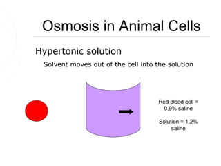 Osmosis Animal Cell