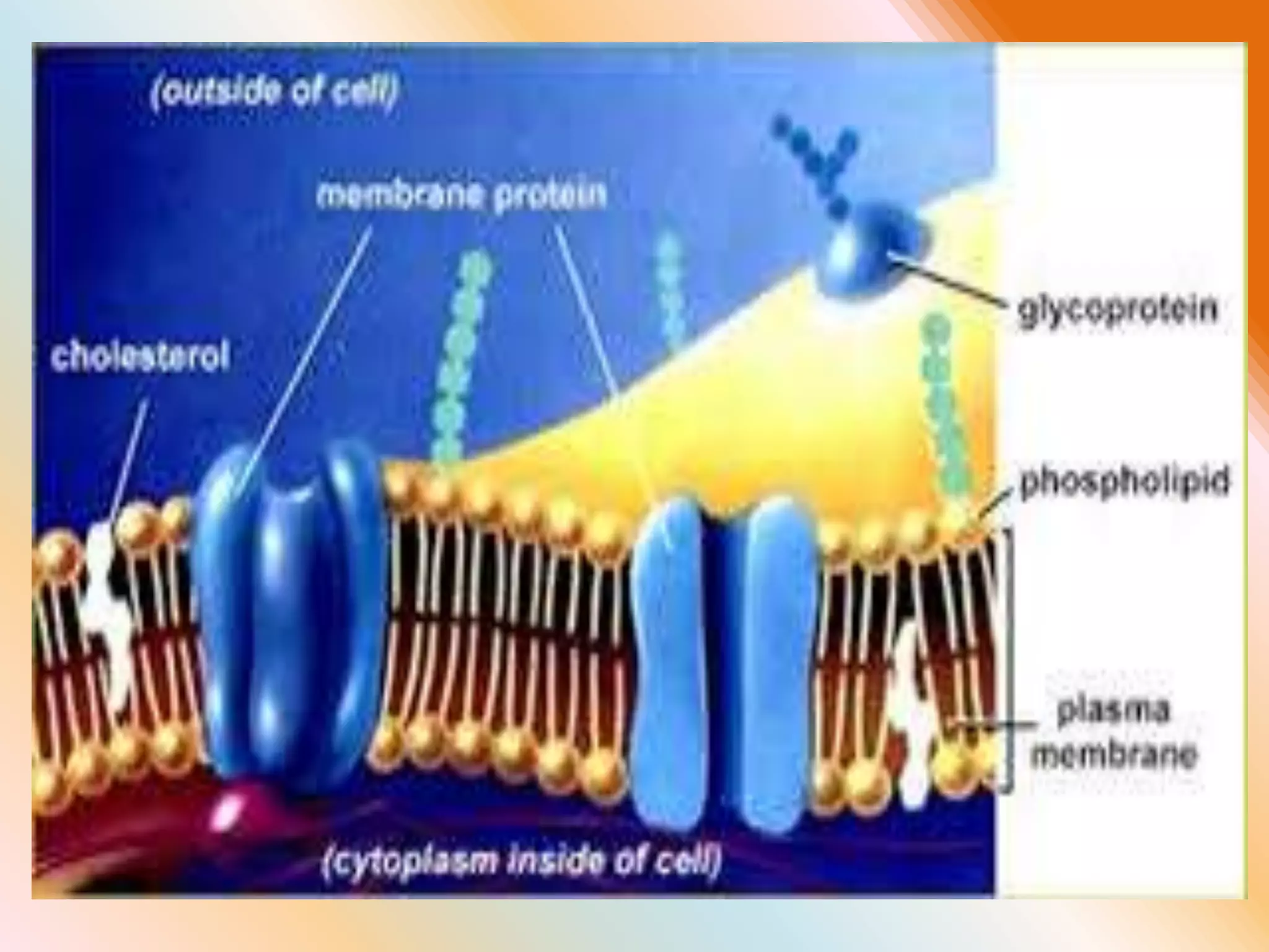 Cell membrane | PPT
