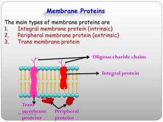 Cell Membrane Peripheral Proteins