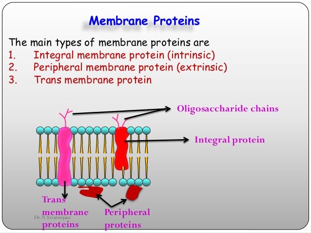 Cell membrane