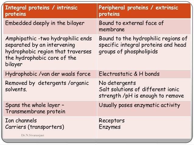 Cell membrane