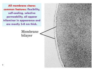 Cell membrane | PPT