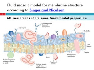 Cell membrane | PDF