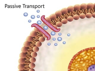 Cell membrane | PPTX