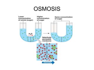 Cell membrane | PPTX