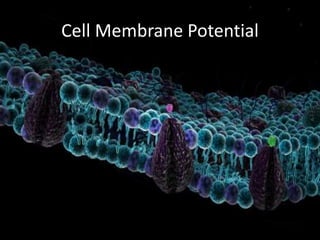Cell membrane | PPT