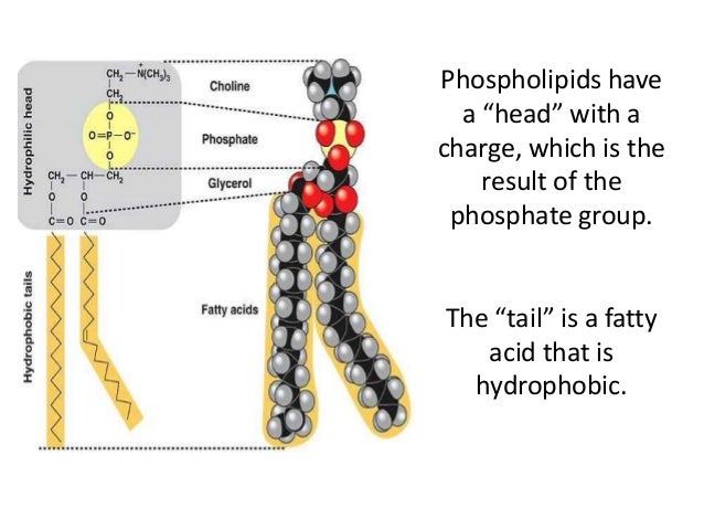 Cell membrane