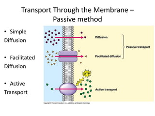 Cell membrane | PPT