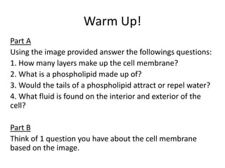 Cell membrane | PPT