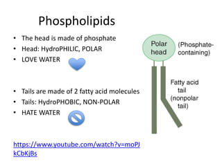 Cell membrane | PPTX