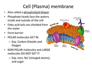 Cell membrane | PPTX