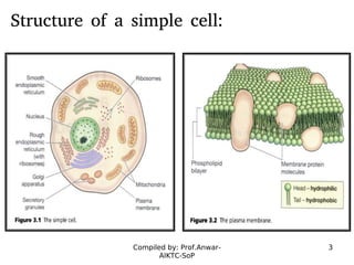 Simple Cell Membrane Diagram