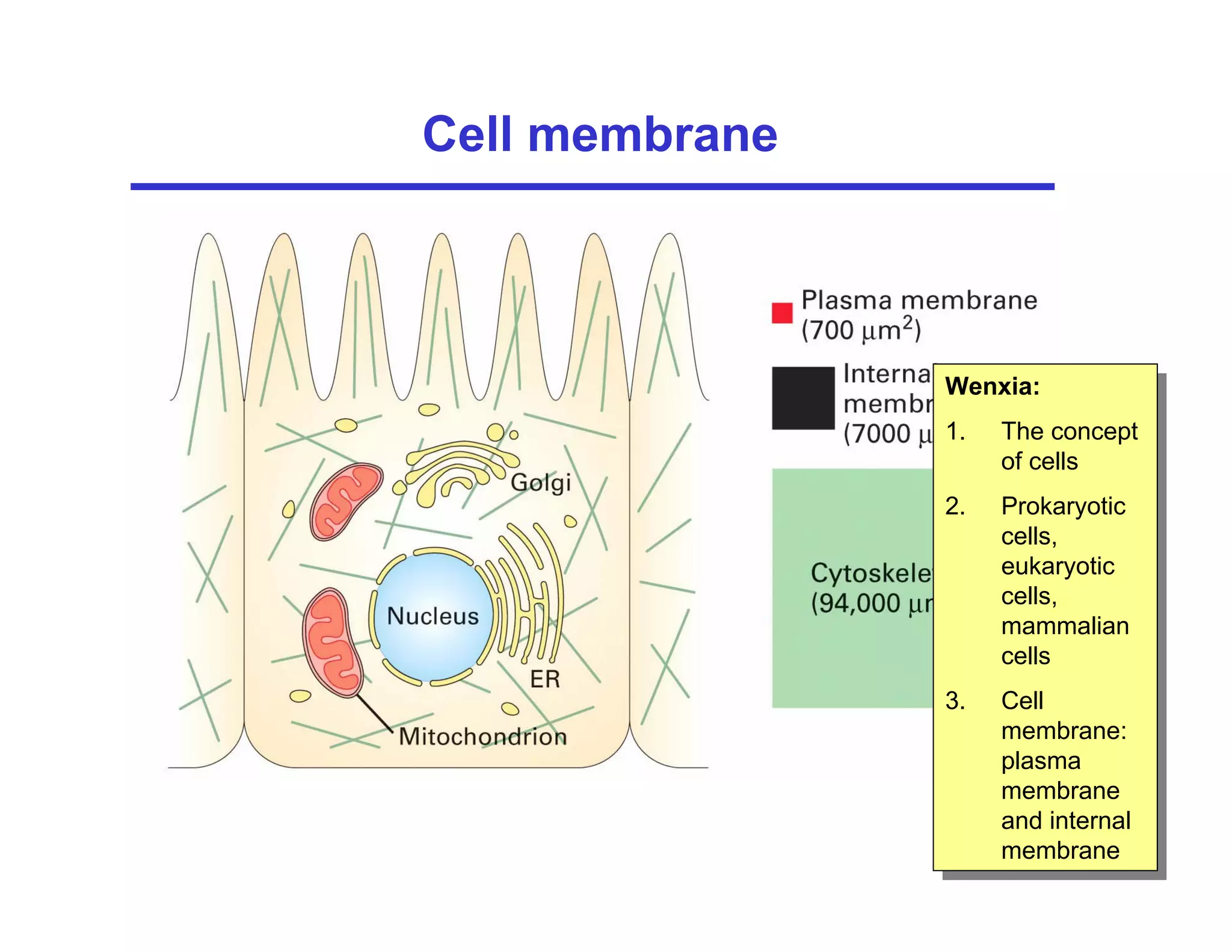 Cell membrane | PPT
