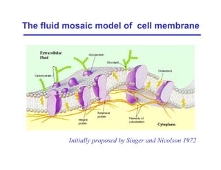 Cell membrane | PPT