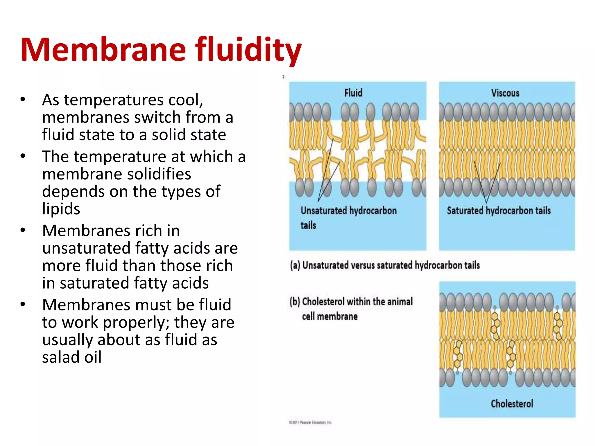 Cell membrane | PPTX