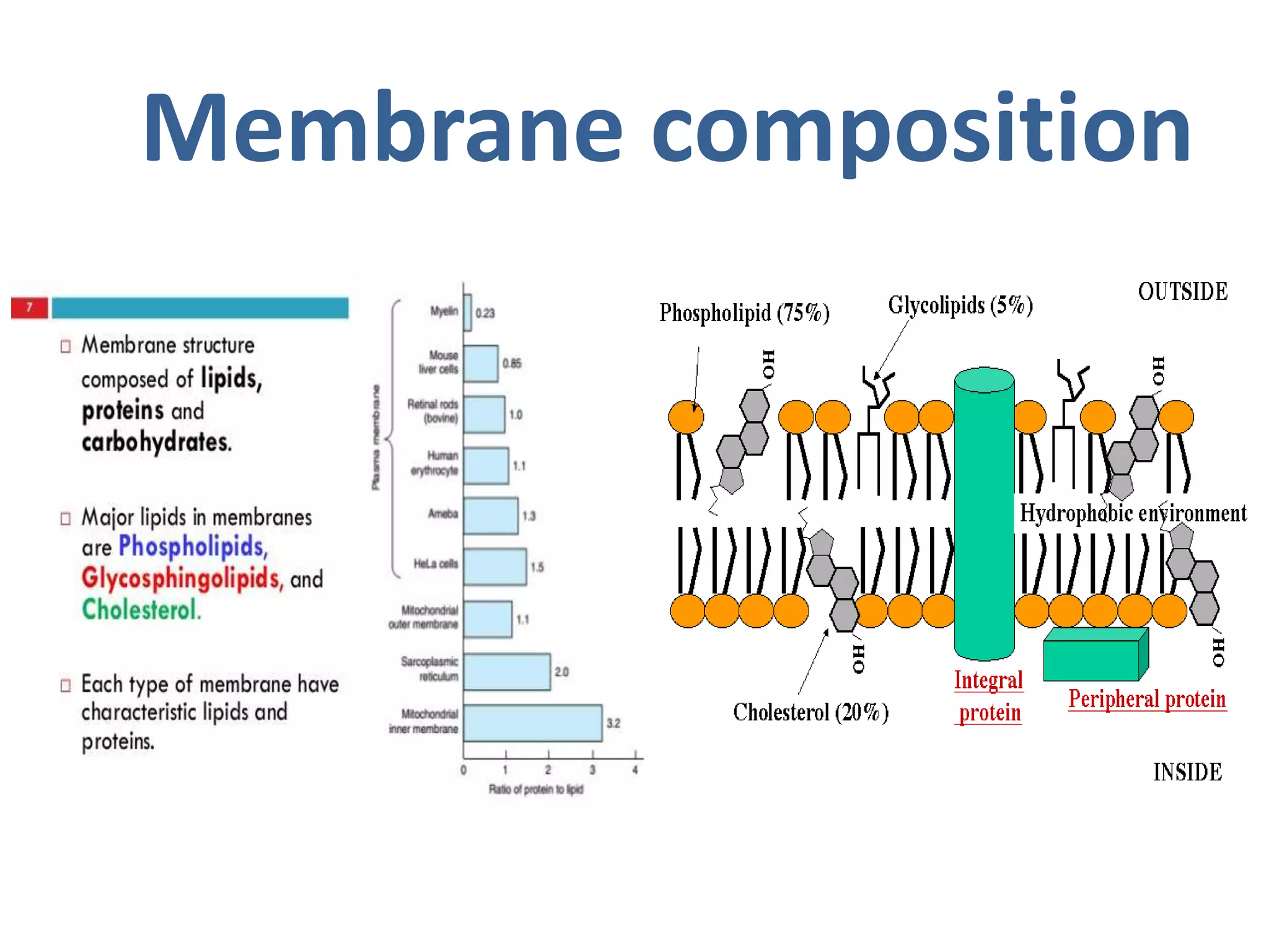 Cell membrane | PPTX | Chemistry | Science